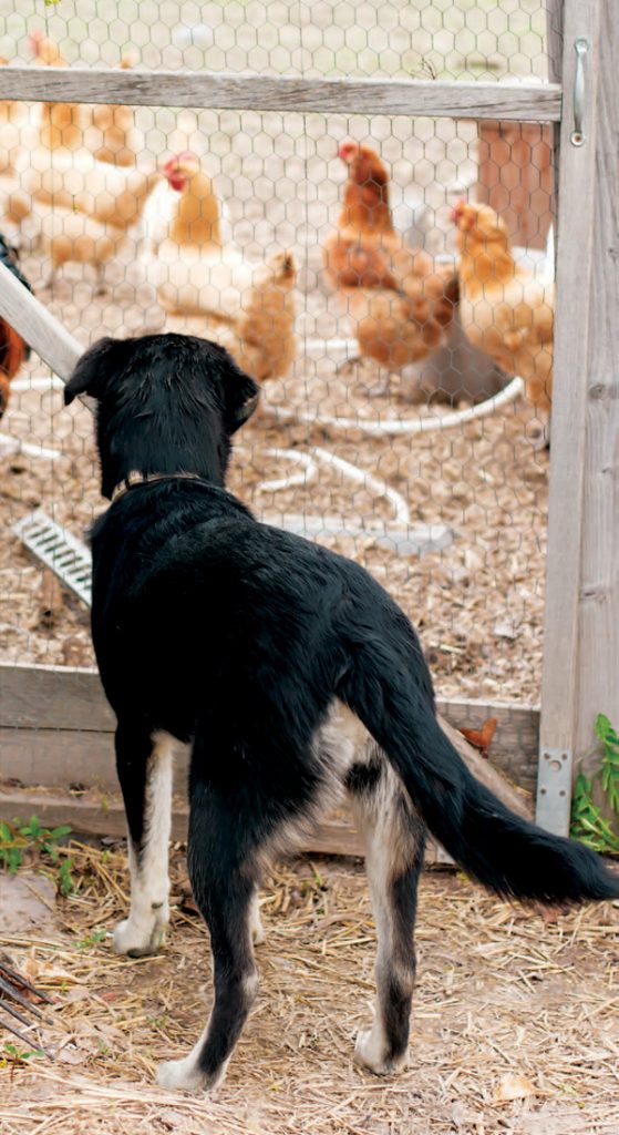 Protect Your Poultry With Livestock Guardian Dogs - Countryside
